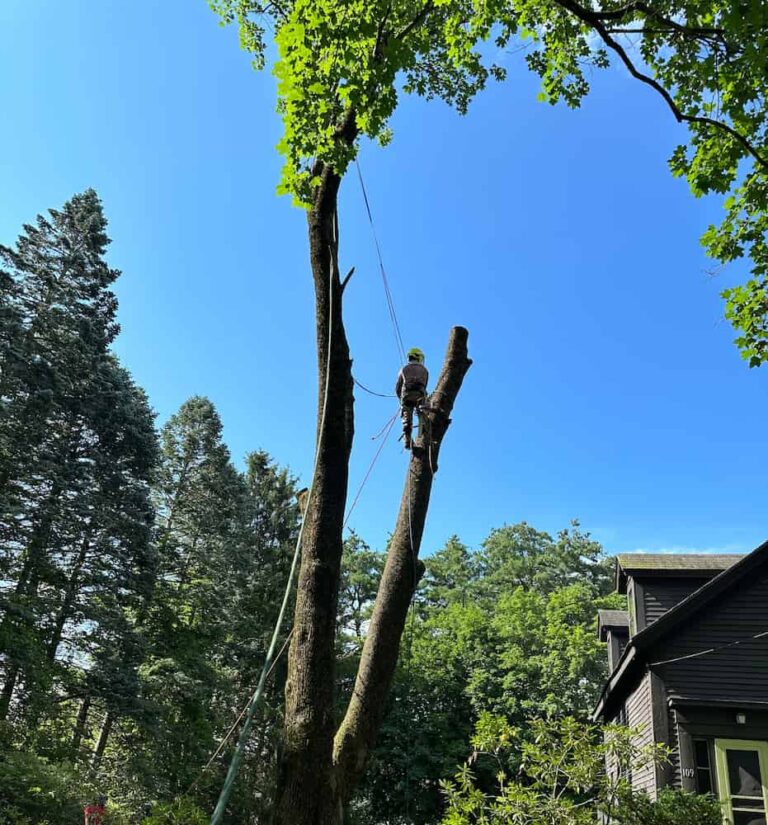 Professional Tree Services for Your Home & Business - ALZ Tree Services