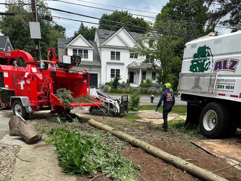 Professional Tree Services for Your Home & Business - ALZ Tree Services